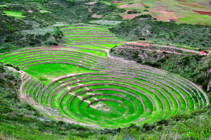 Peru Botanical Tour 2016 — Plants & Healers International